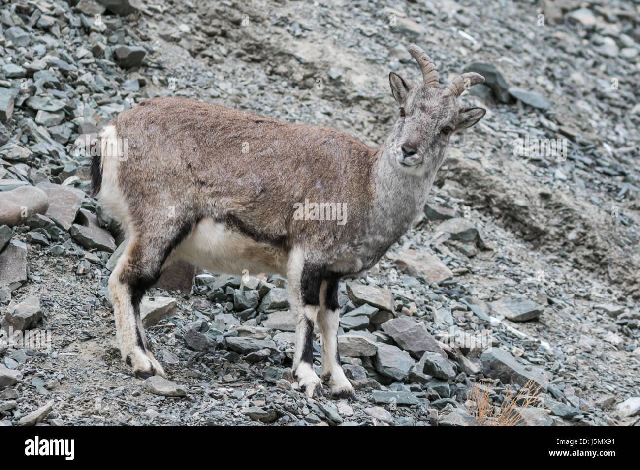 Indian himalayan wild blue sheep hi-res stock photography and images ...