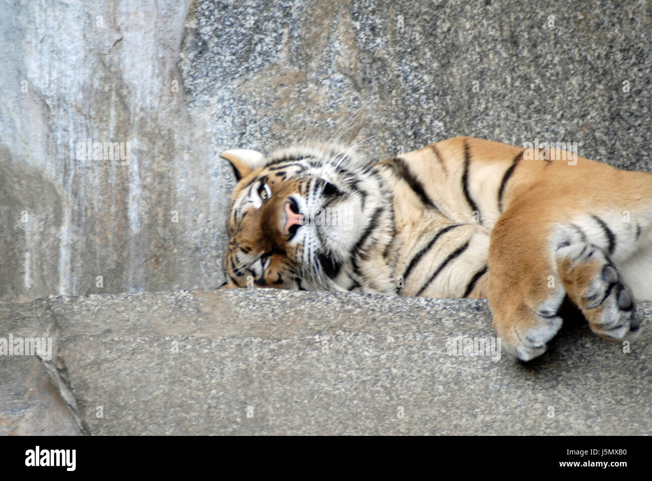 big cat feline predator cat tiger zoo radio silence quietness silence ...