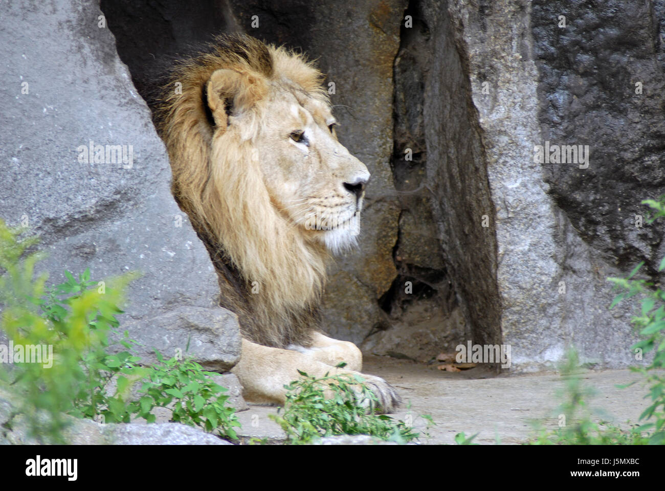 cave lion cat big cat feline predator zoo bushes radio silence ...