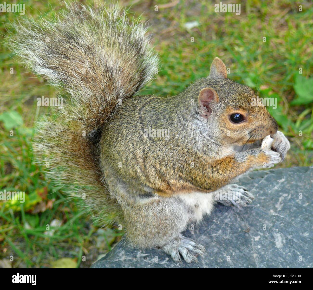 animal dainty creature taste squirrel city dweller essen enthusiasm ...