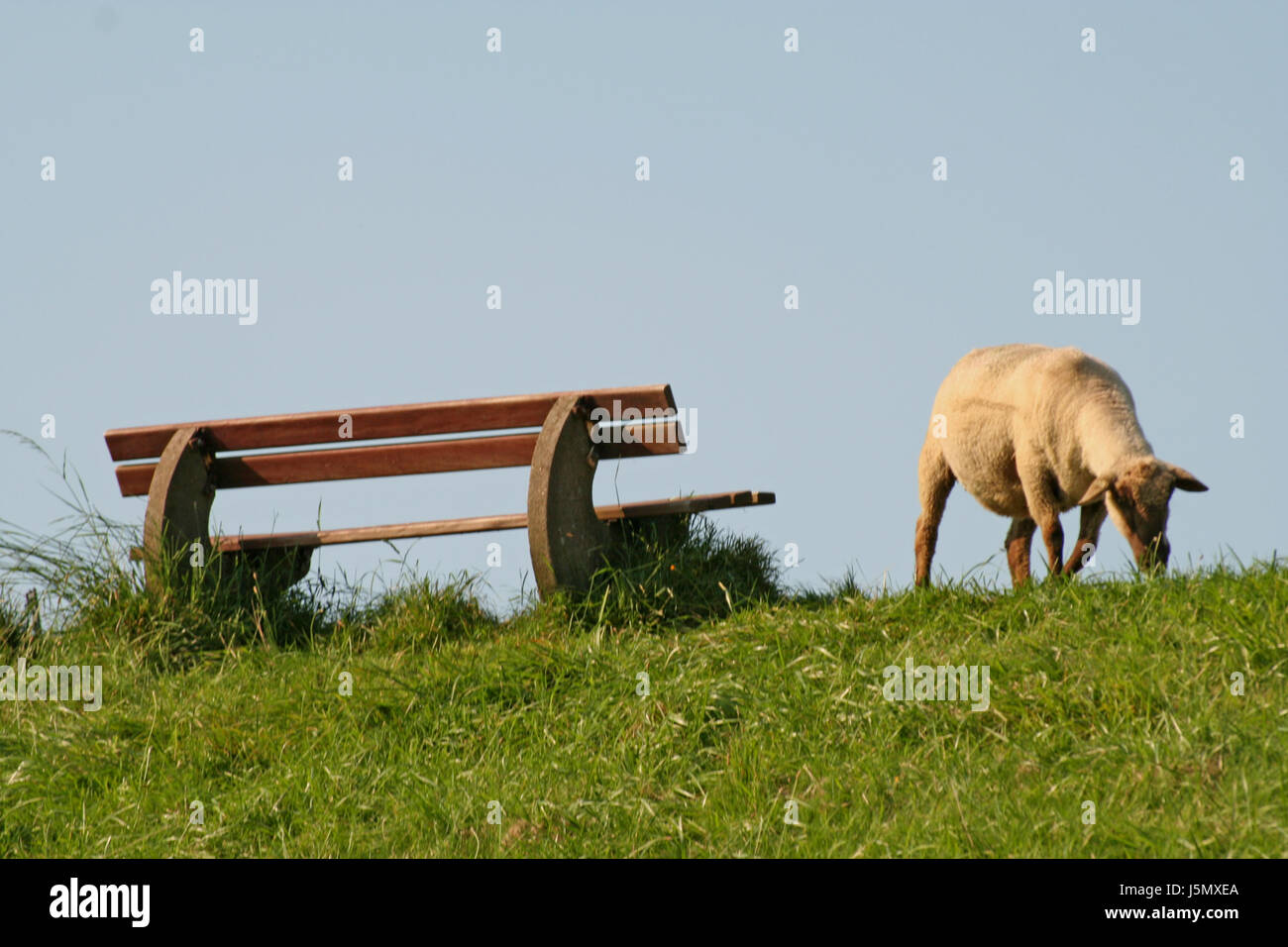 agriculturally green agriculture farming sheep herd attitude sheep (pl ...