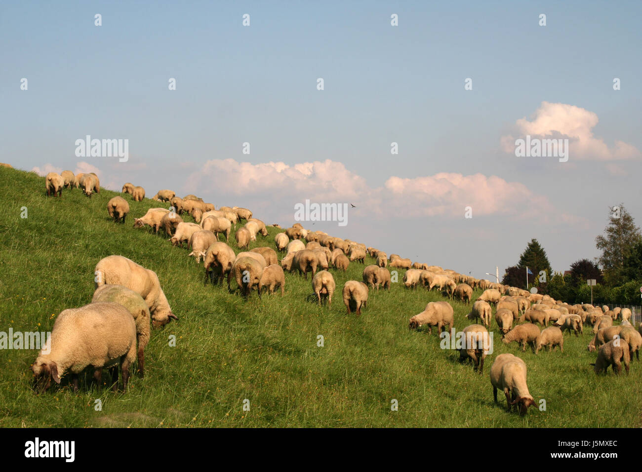 agriculturally green agriculture farming sheep herd attitude sheep (pl ...