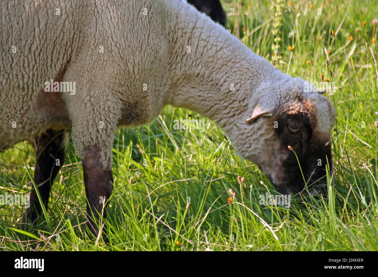 agriculturally green agriculture farming sheep herd attitude sheep (pl ...