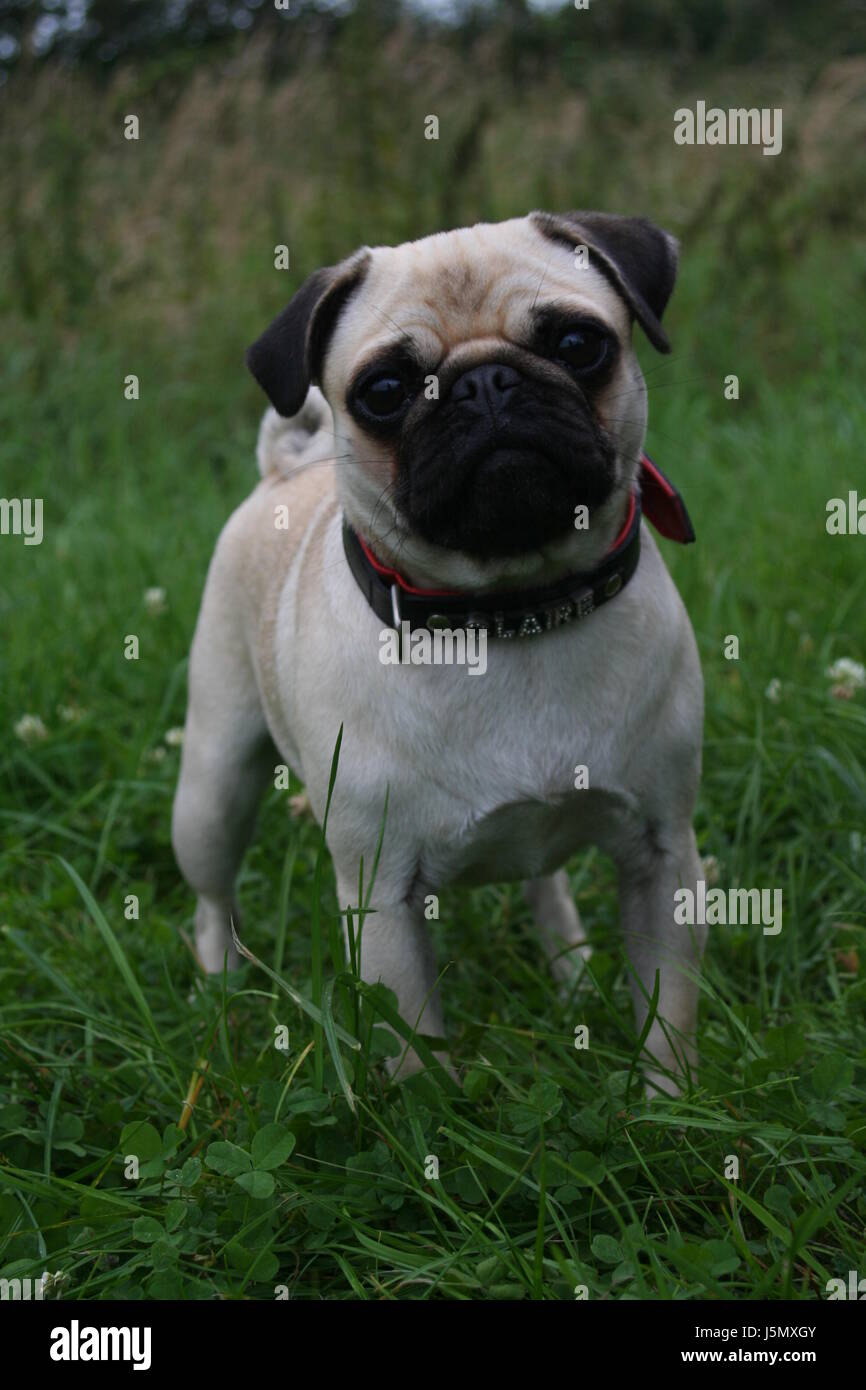 pet look glancing see view looking peeking looking at small tiny little ...