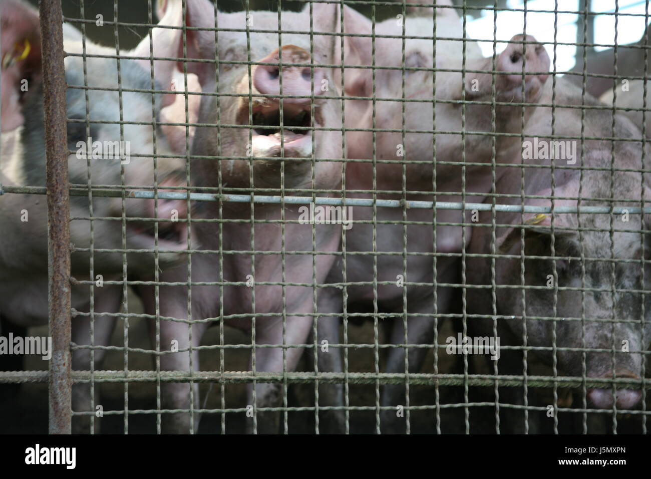 agriculture farming fence stable farm animal pigs sty stock farming ...