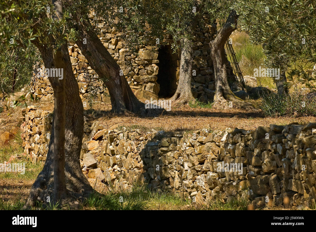 the olive grove Stock Photo - Alamy