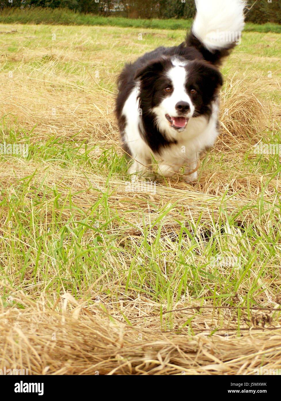 game tournament play playing plays played dog dogs hunt german sheperd ...