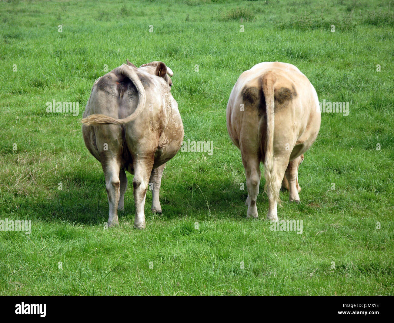 two cows from behind Stock Photo - Alamy