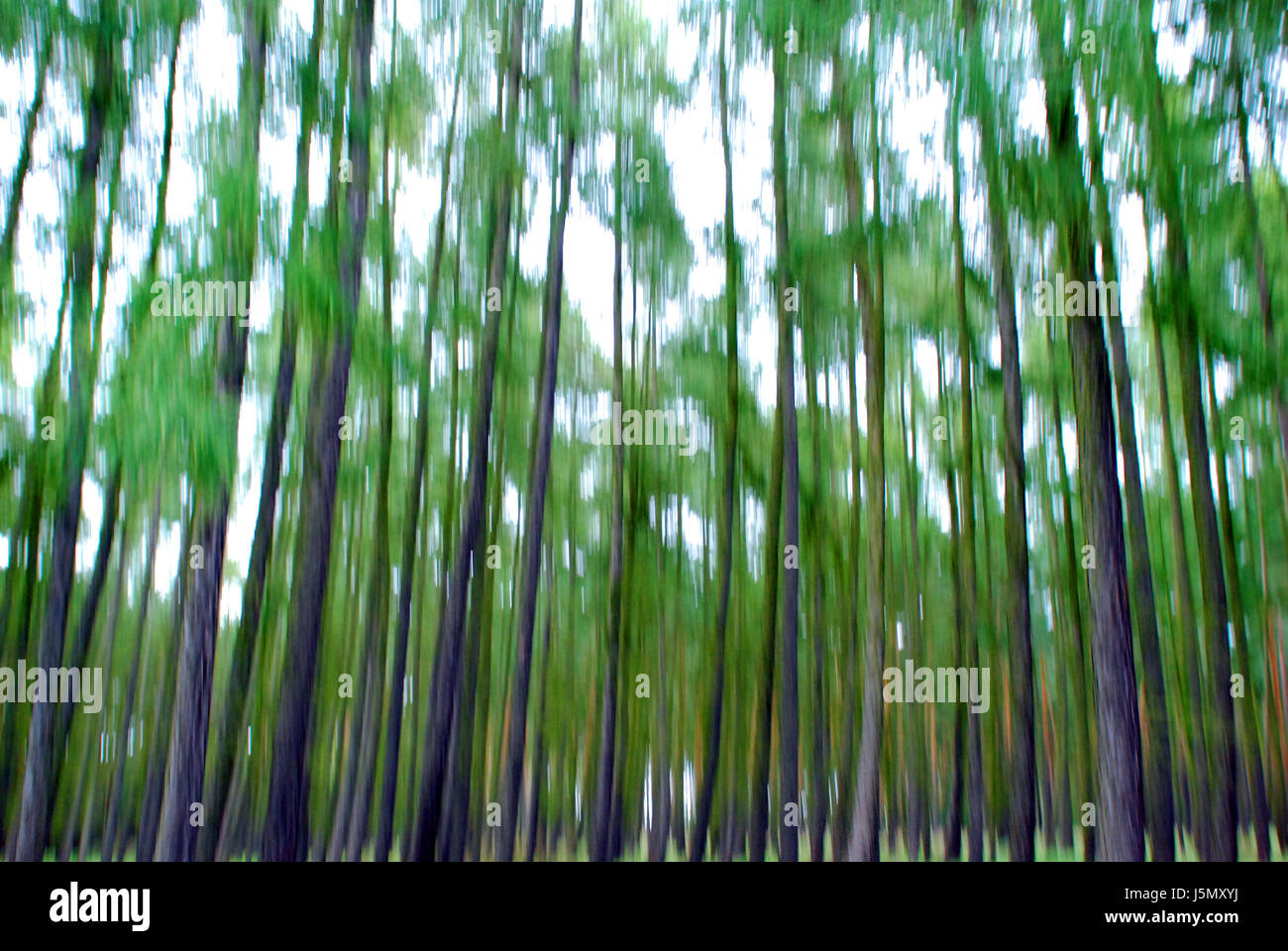 motion postponement moving movement tree trees green trunk tribes blurs ...