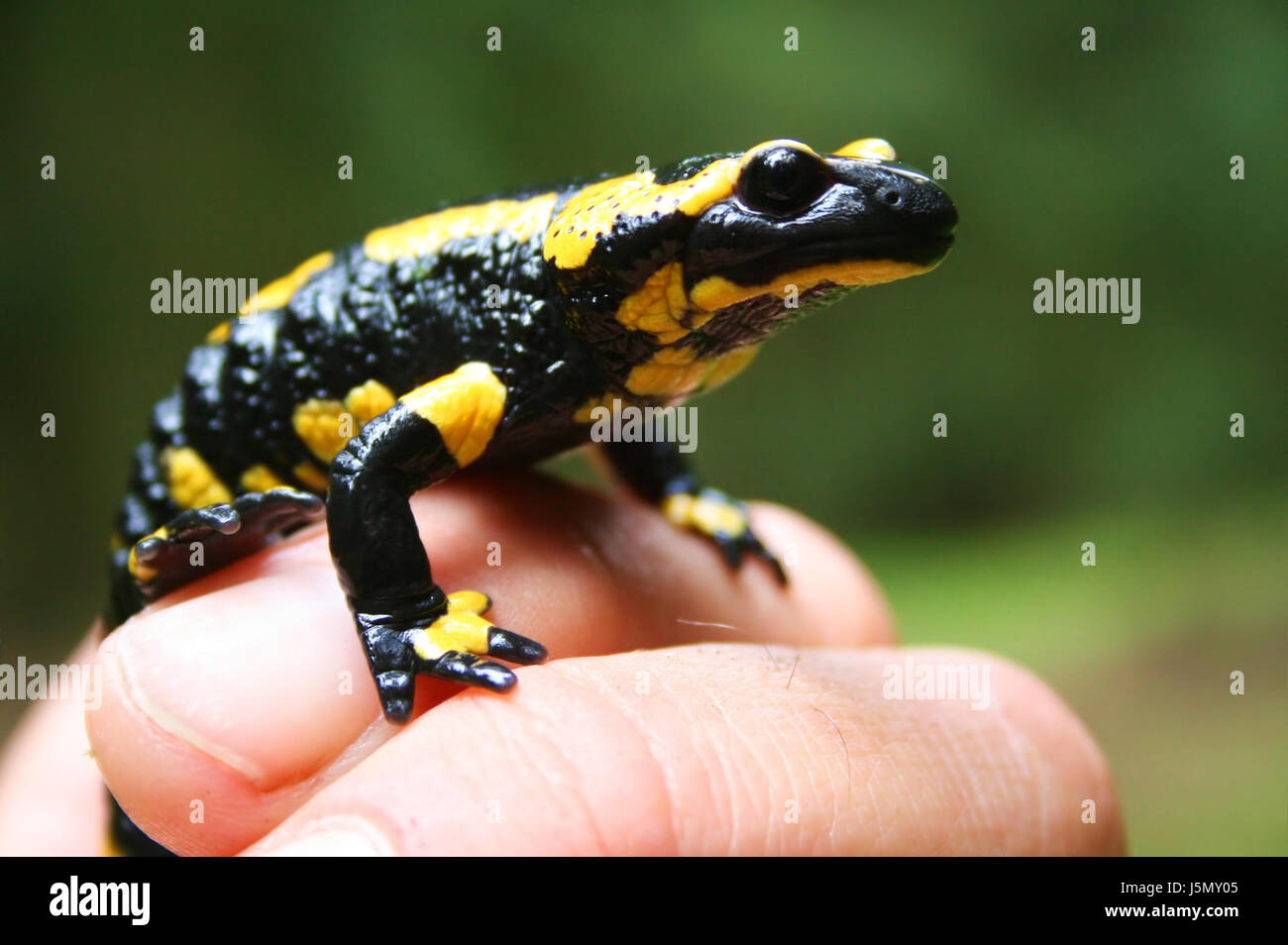 protected sheltered amphibian rare moss salamander forest yellow Stock ...