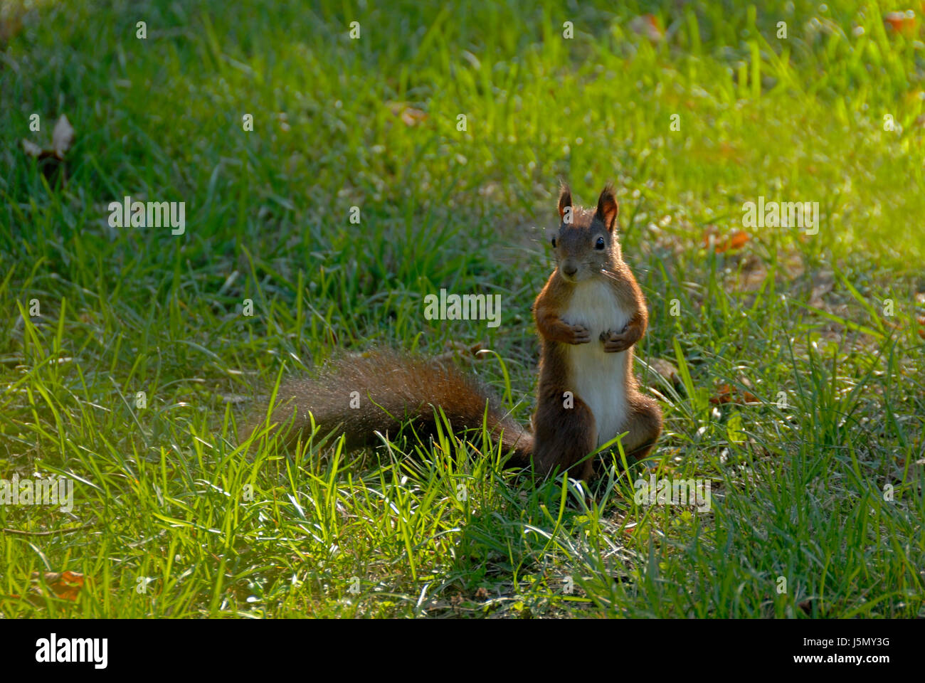 a squirrel with itching Stock Photo - Alamy
