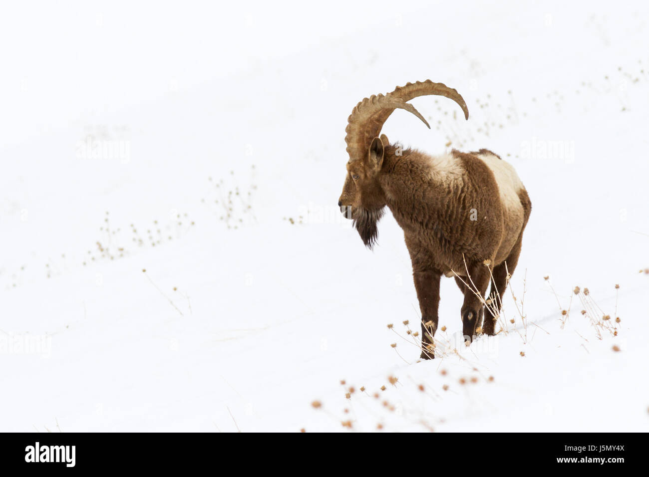 Himalayan Ibex (Capra sibirica hemalayanus) in high altitude mountains ...