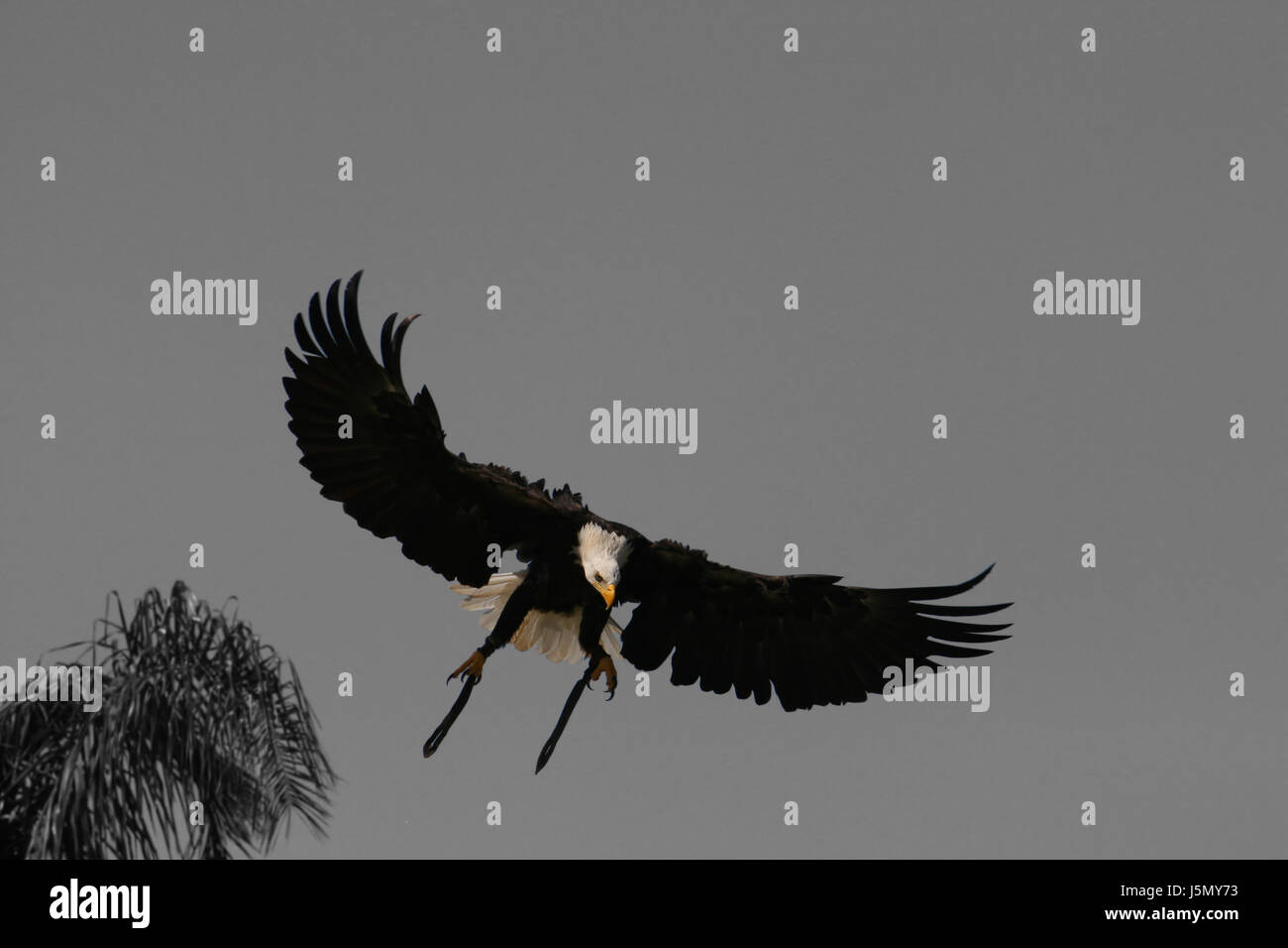 bird birds raptor freedom liberty approach glide attack bald eagles fly ...