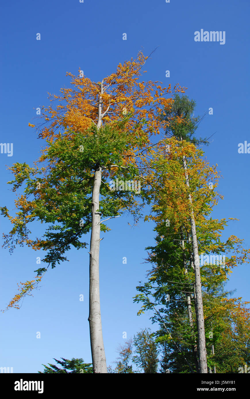 tree leaves coloured colourful gorgeous multifarious richly coloured ...