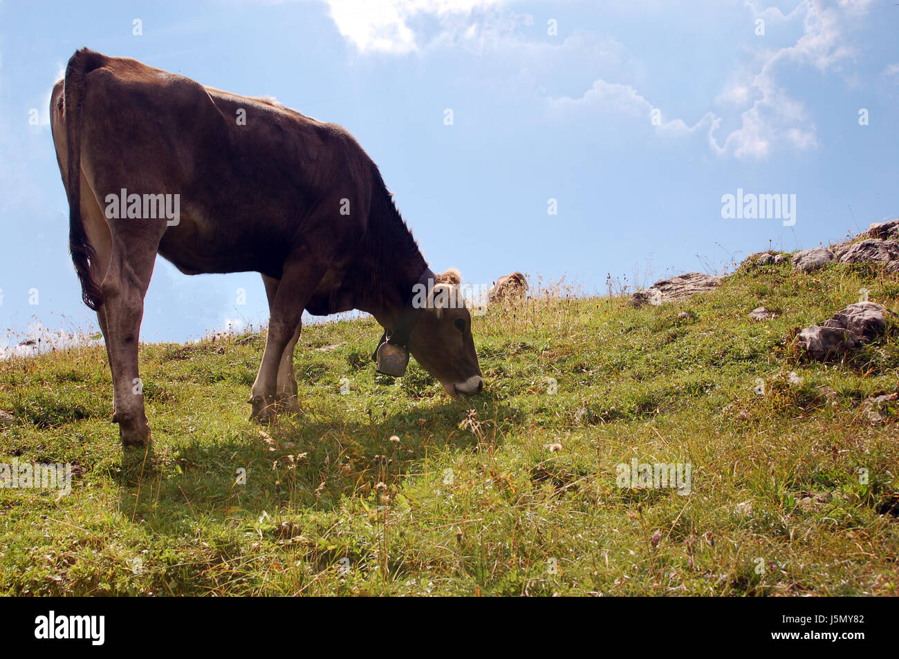 mountains teeth bull radio silence quietness silence milk macho cornets ...
