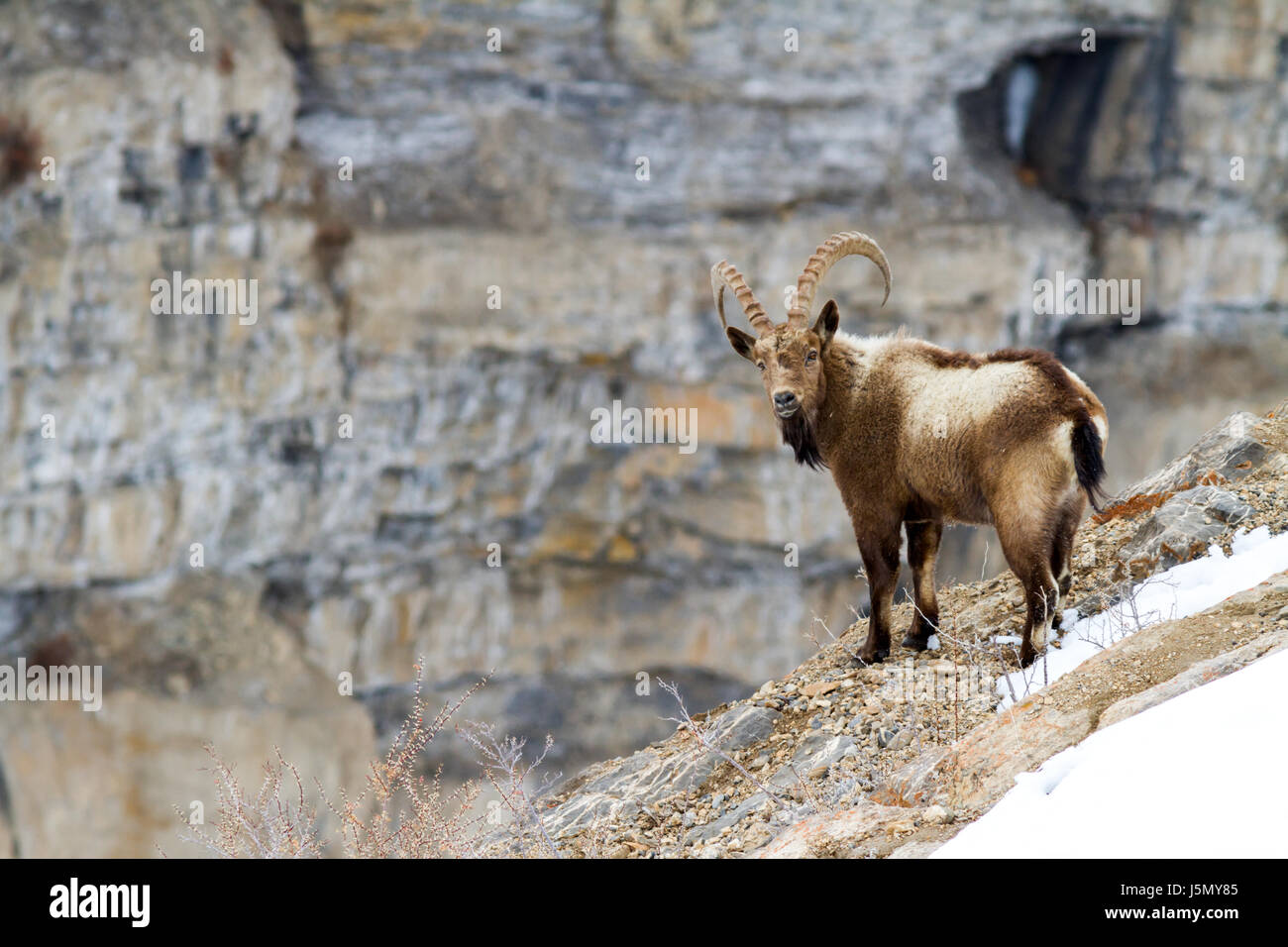 Himalayan Ibex (Capra sibirica hemalayanus) in high altitude mountains ...