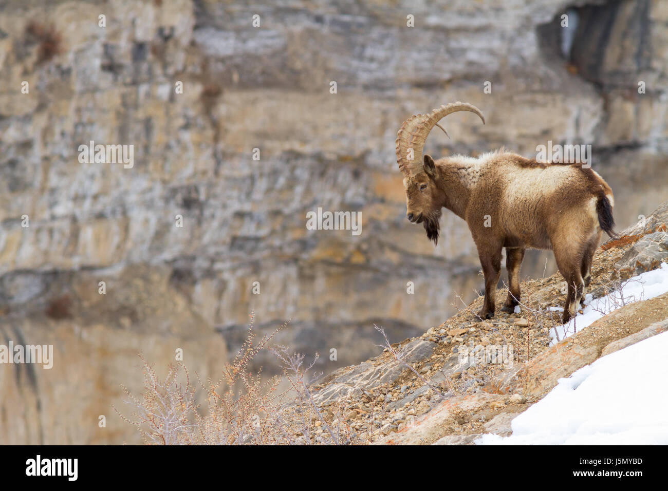 Himalayan Ibex (Capra sibirica hemalayanus) in high altitude mountains ...