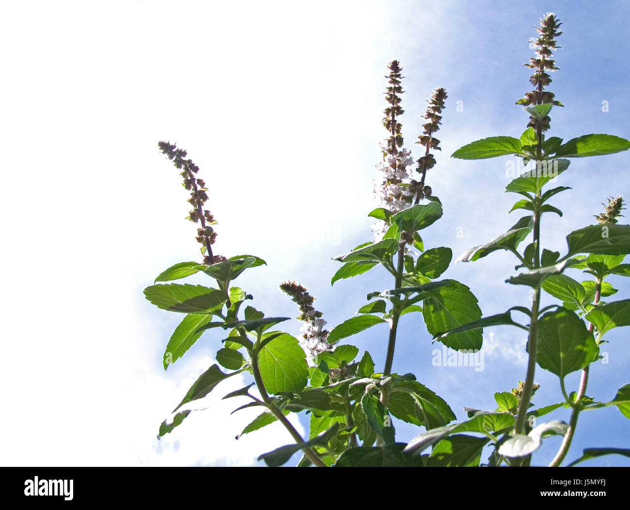 Camphor basil hi-res stock photography and images - Alamy