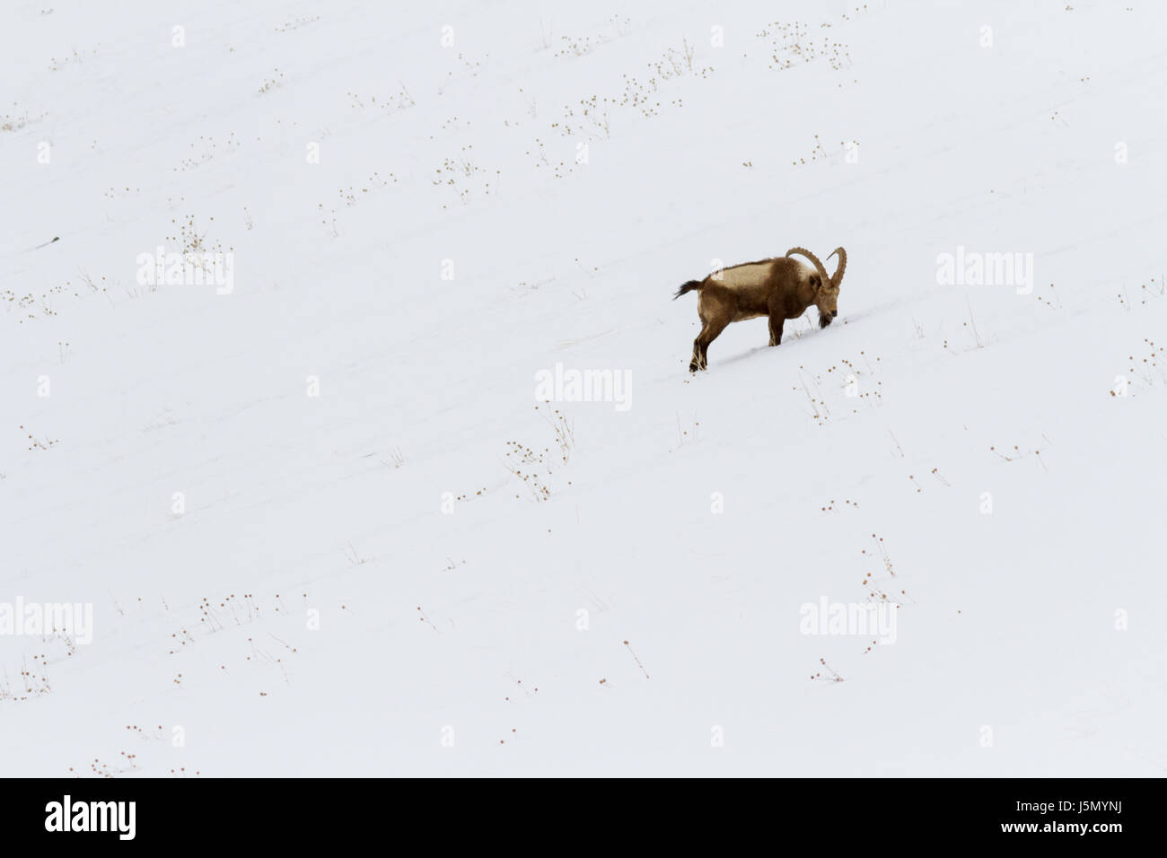 Himalayan Ibex (Capra sibirica hemalayanus) in high altitude mountains ...