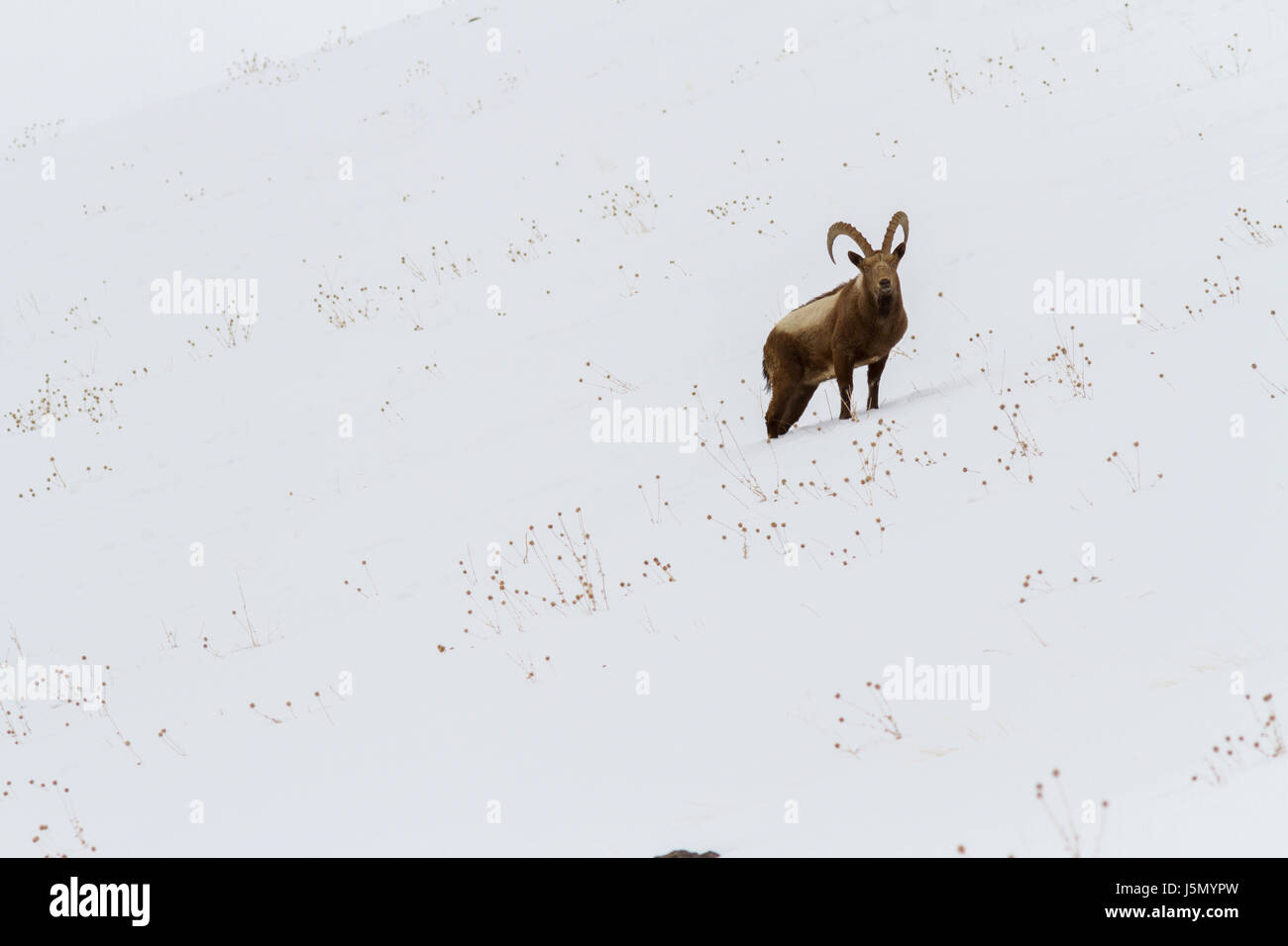 Himalayan Ibex (Capra sibirica hemalayanus) in high altitude mountains ...