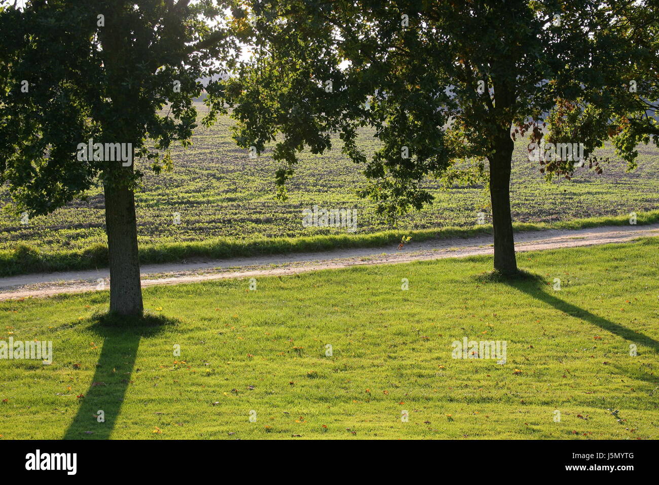 agriculture farming dirt road field sunlight counter-light mowed gravel ...