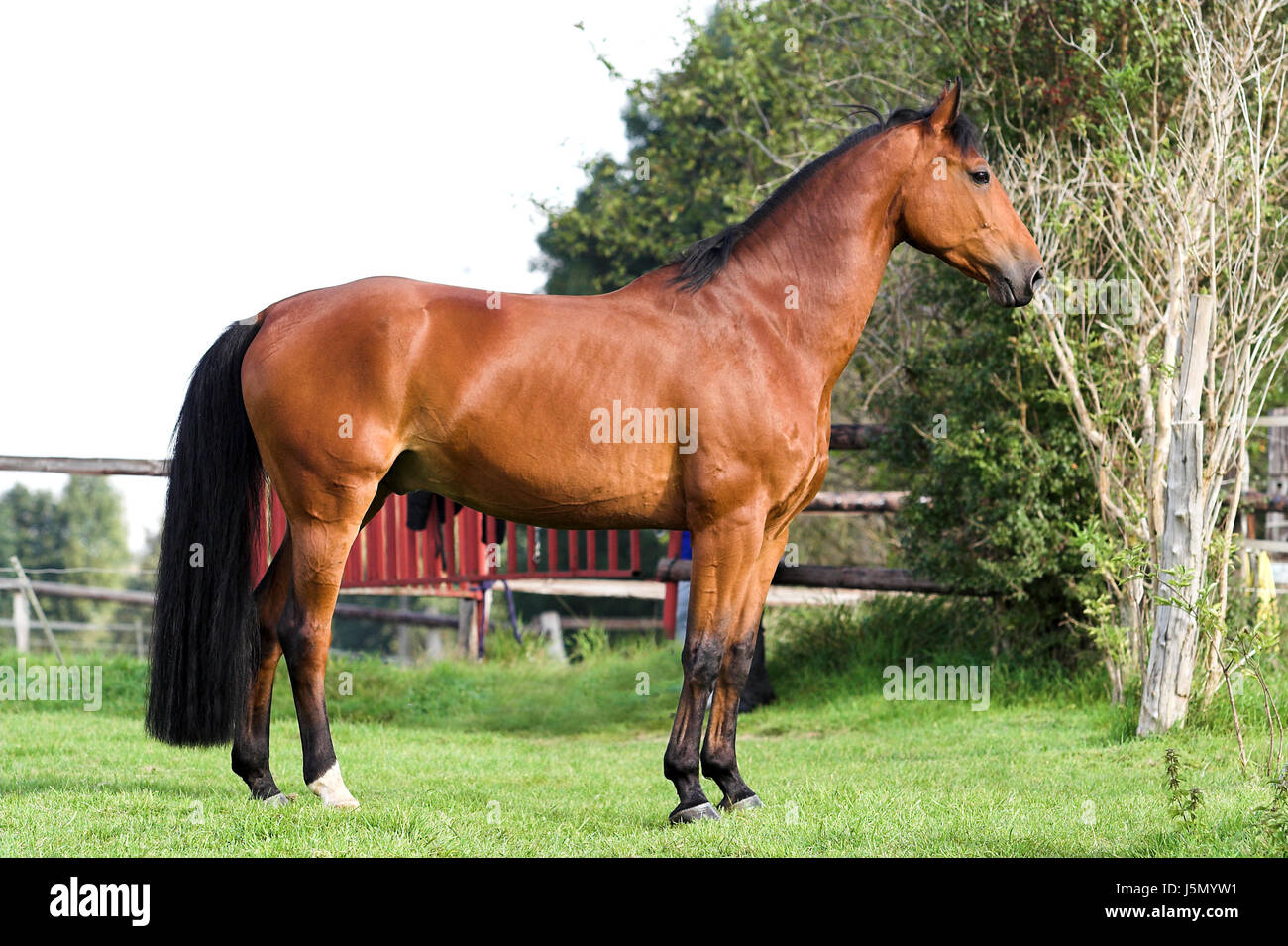 horse summer summerly standing stallion gelding noble browner statue ...