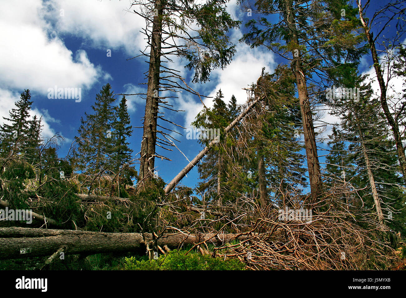 die tree trees environmental protection environmental pollution air ...