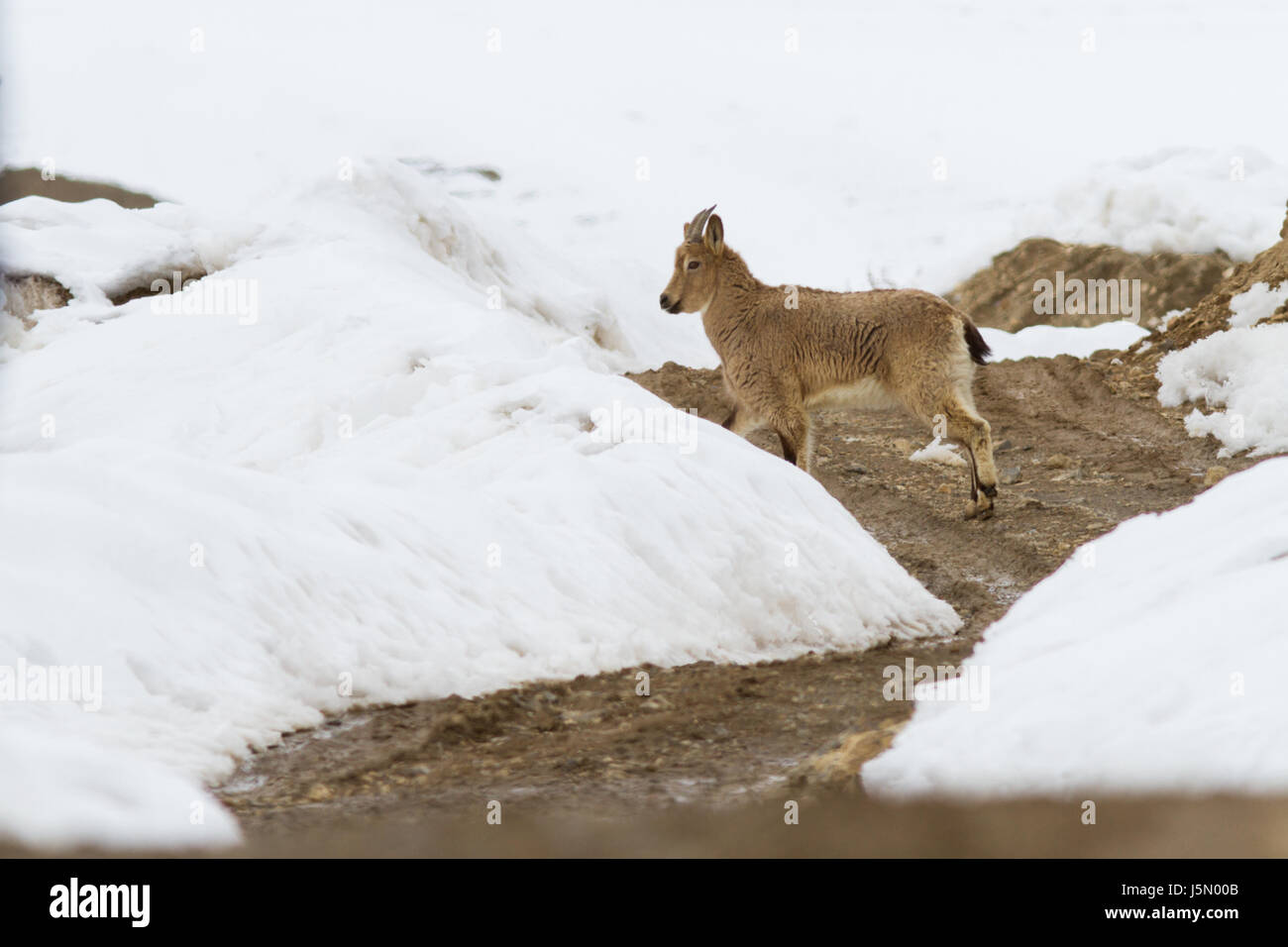 Himalayan Ibex (Capra sibirica hemalayanus) in high altitude mountains ...