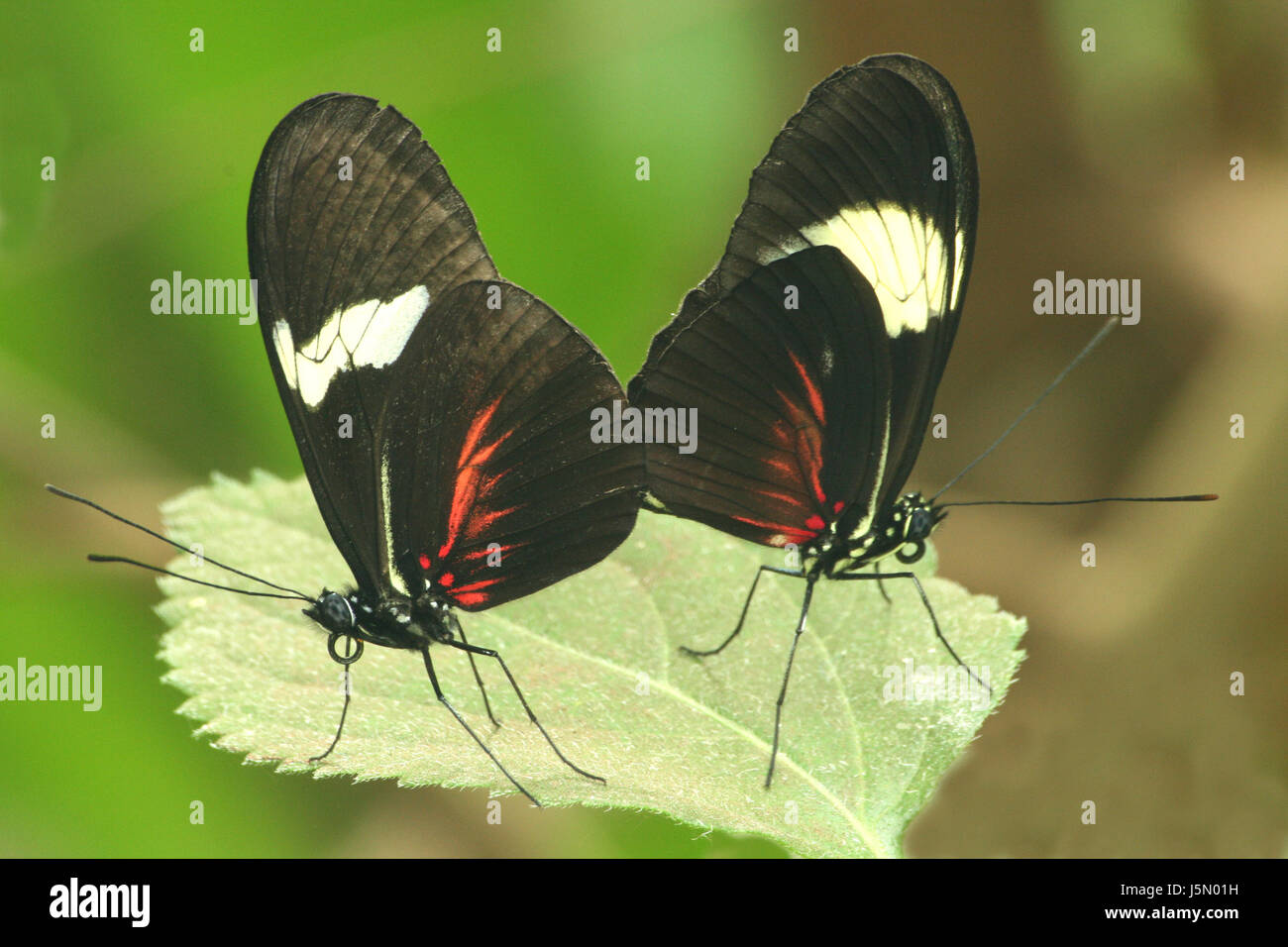 pairing exotic butterflies Stock Photo - Alamy