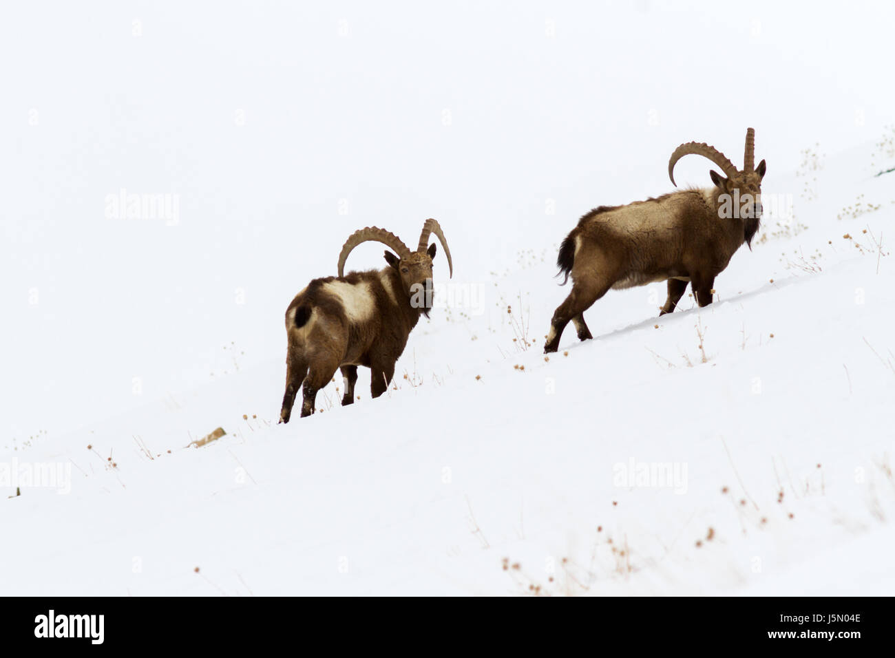 Himalayan Ibex (Capra sibirica hemalayanus) in high altitude mountains ...