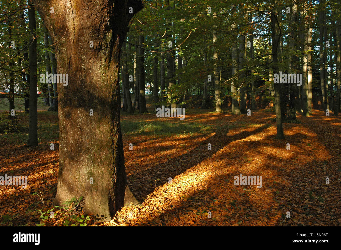 leaf tree leaves colour colors colours forest foliage fall autumn leaf ...