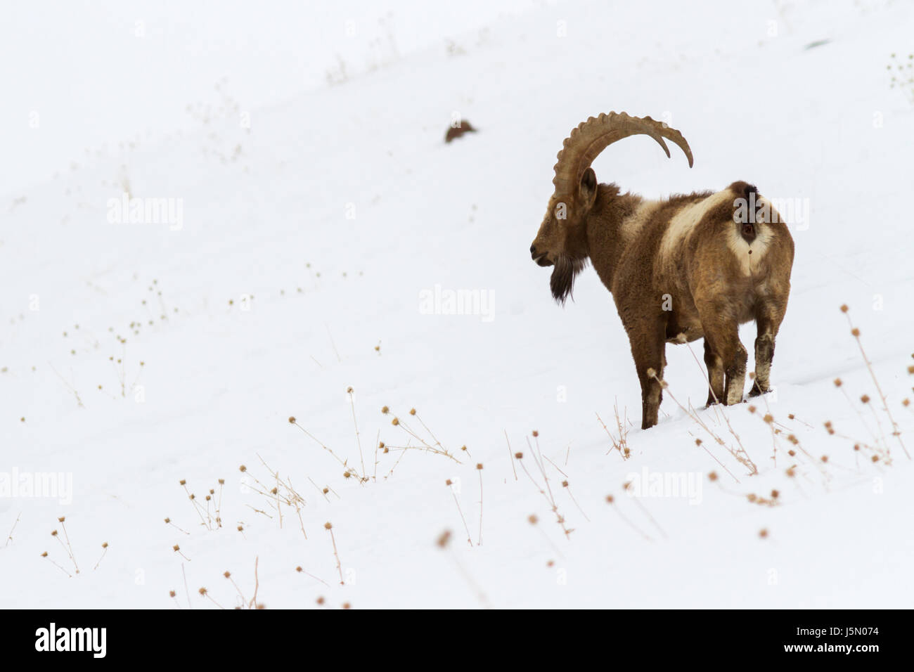 Himalayan Ibex (Capra sibirica hemalayanus) in high altitude mountains ...