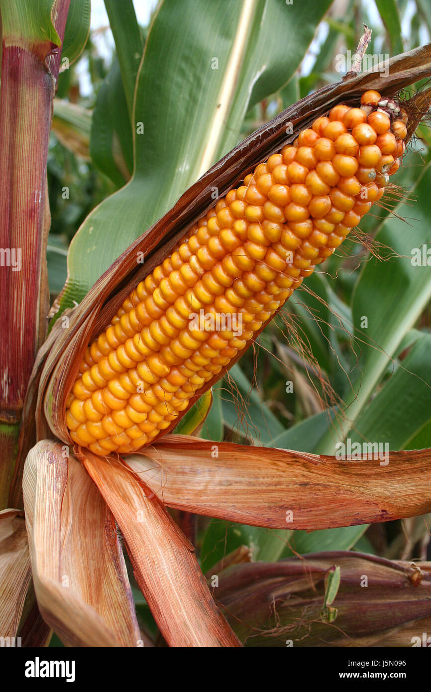 fodder agriculture farming corn crops corncob harvest time autumn time ...