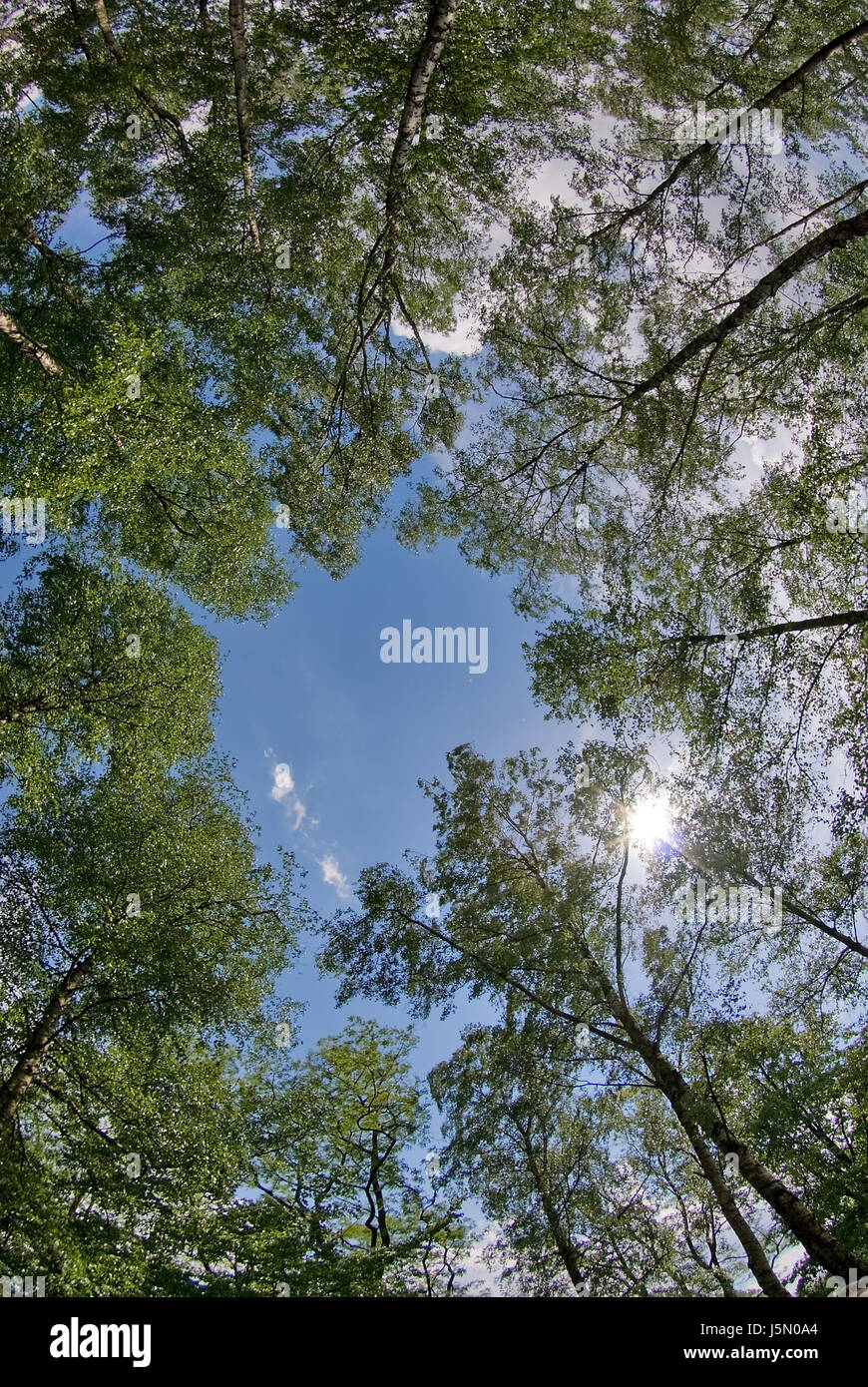 blue environment enviroment tree trees green wood leaves shine shines ...