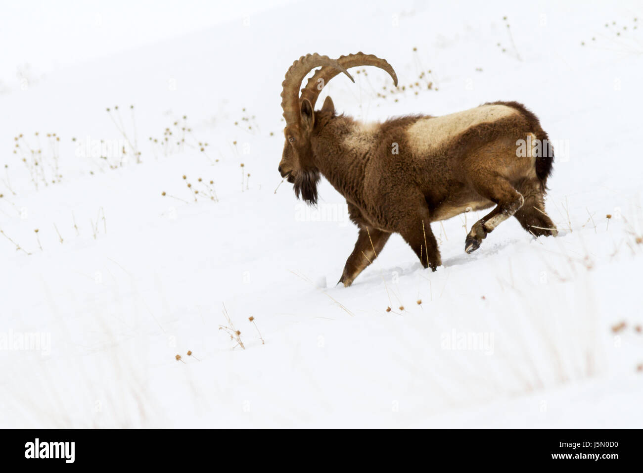 Himalayan Ibex (Capra sibirica hemalayanus) in high altitude mountains ...