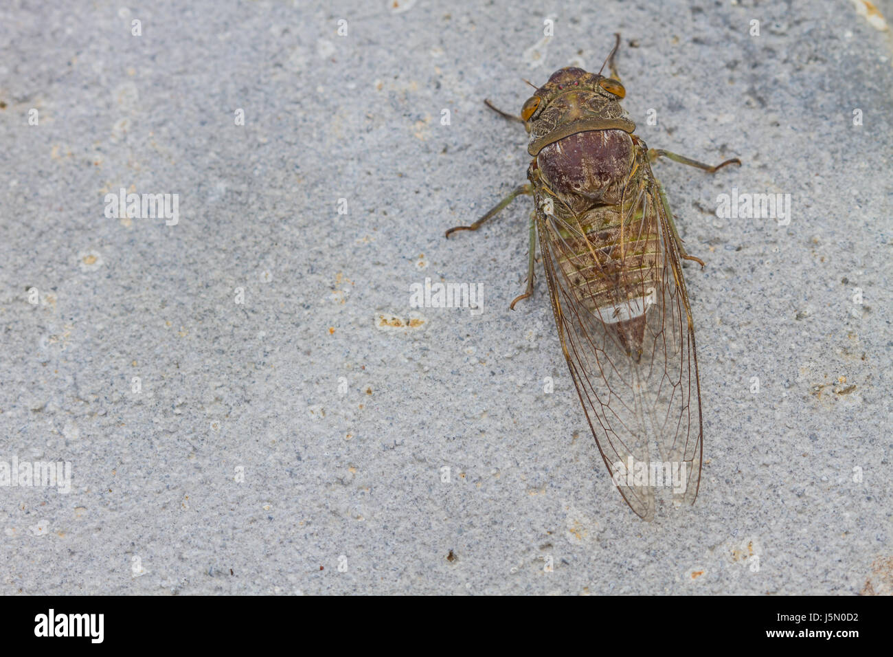 Cicadas in the ground, close up insect from nature Stock Photo - Alamy
