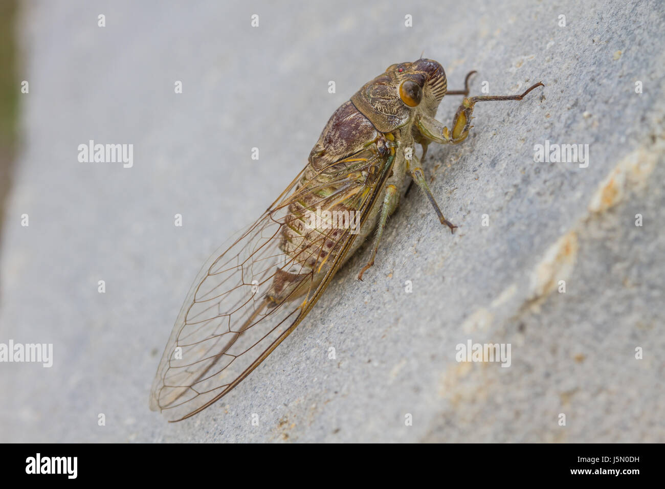 Cicadas in the ground, close up insect from nature Stock Photo - Alamy
