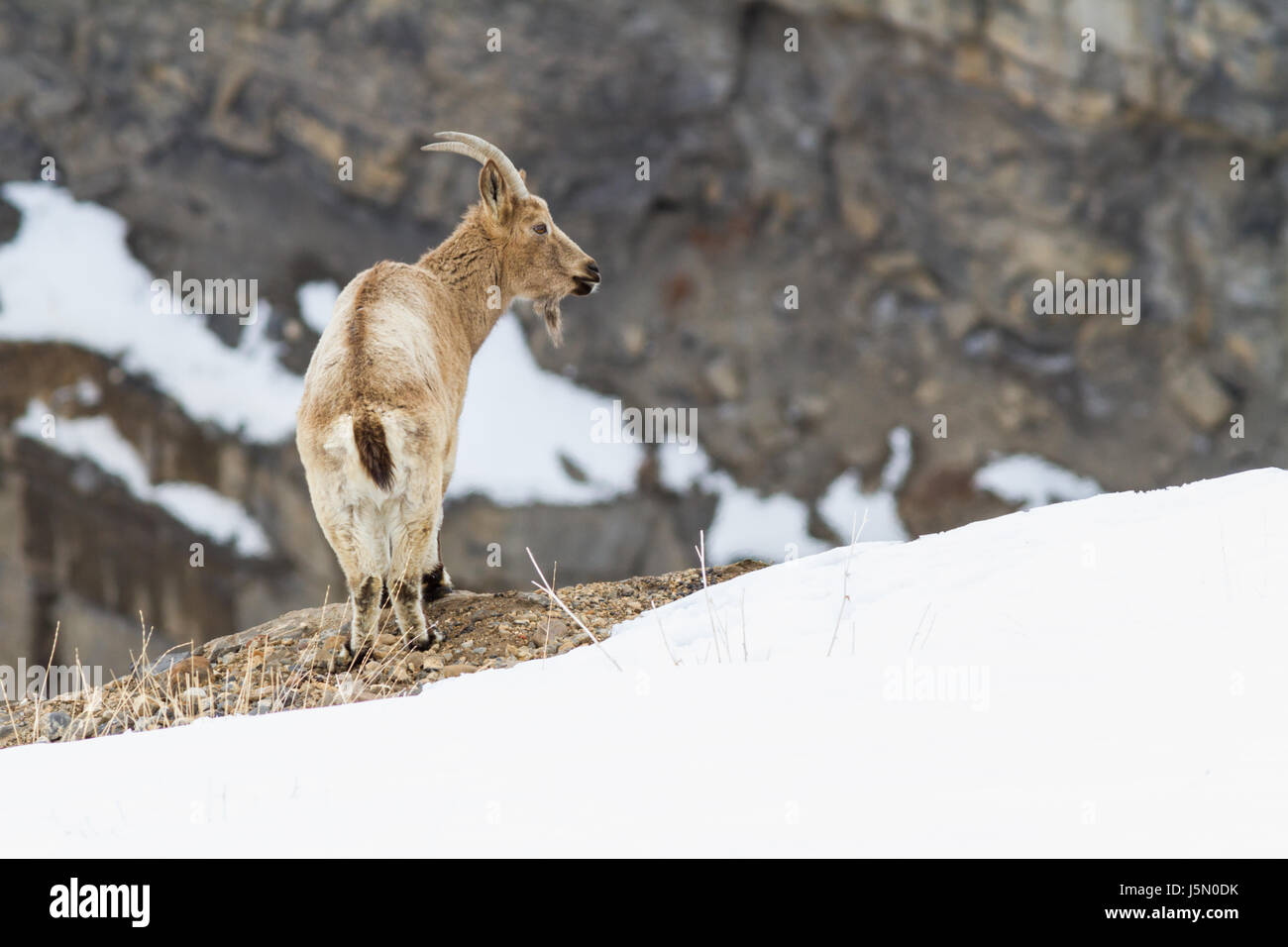 Himalayan Ibex (Capra sibirica hemalayanus) in high altitude mountains ...