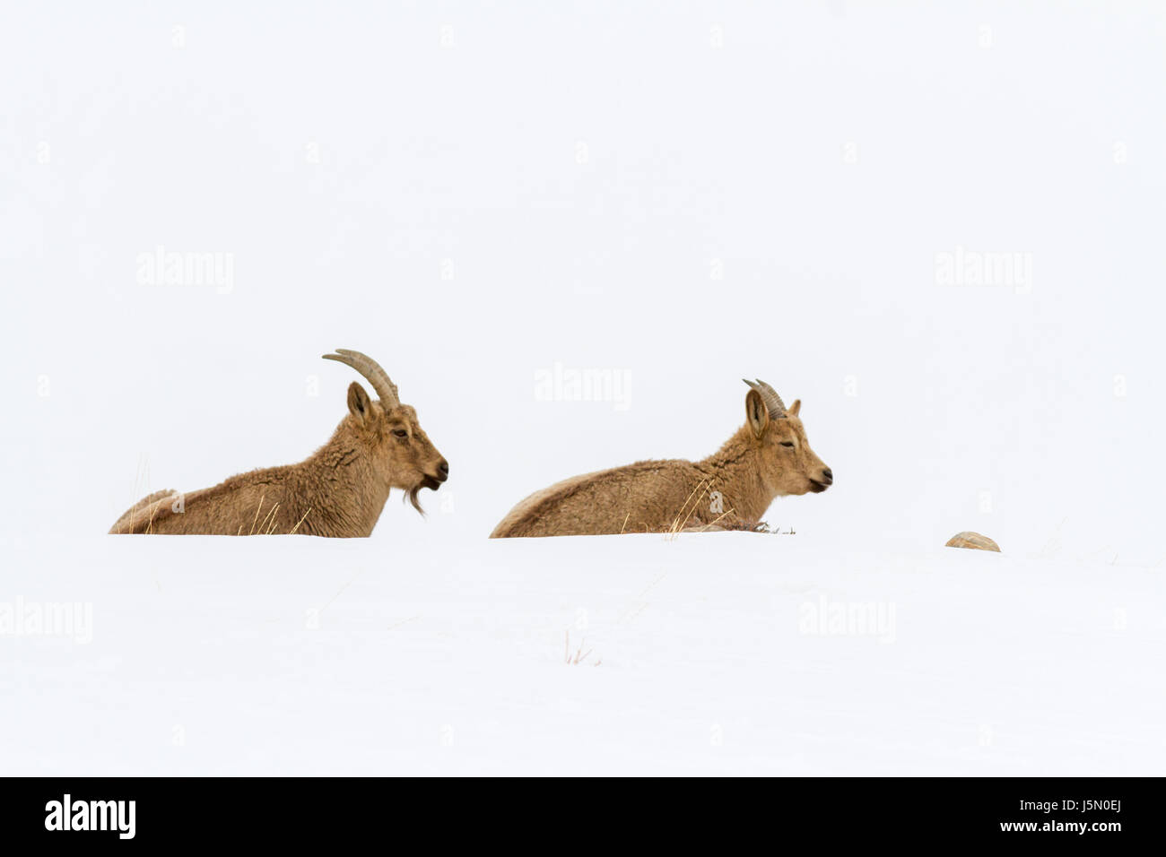 Himalayan Ibex (Capra sibirica hemalayanus) in high altitude mountains ...