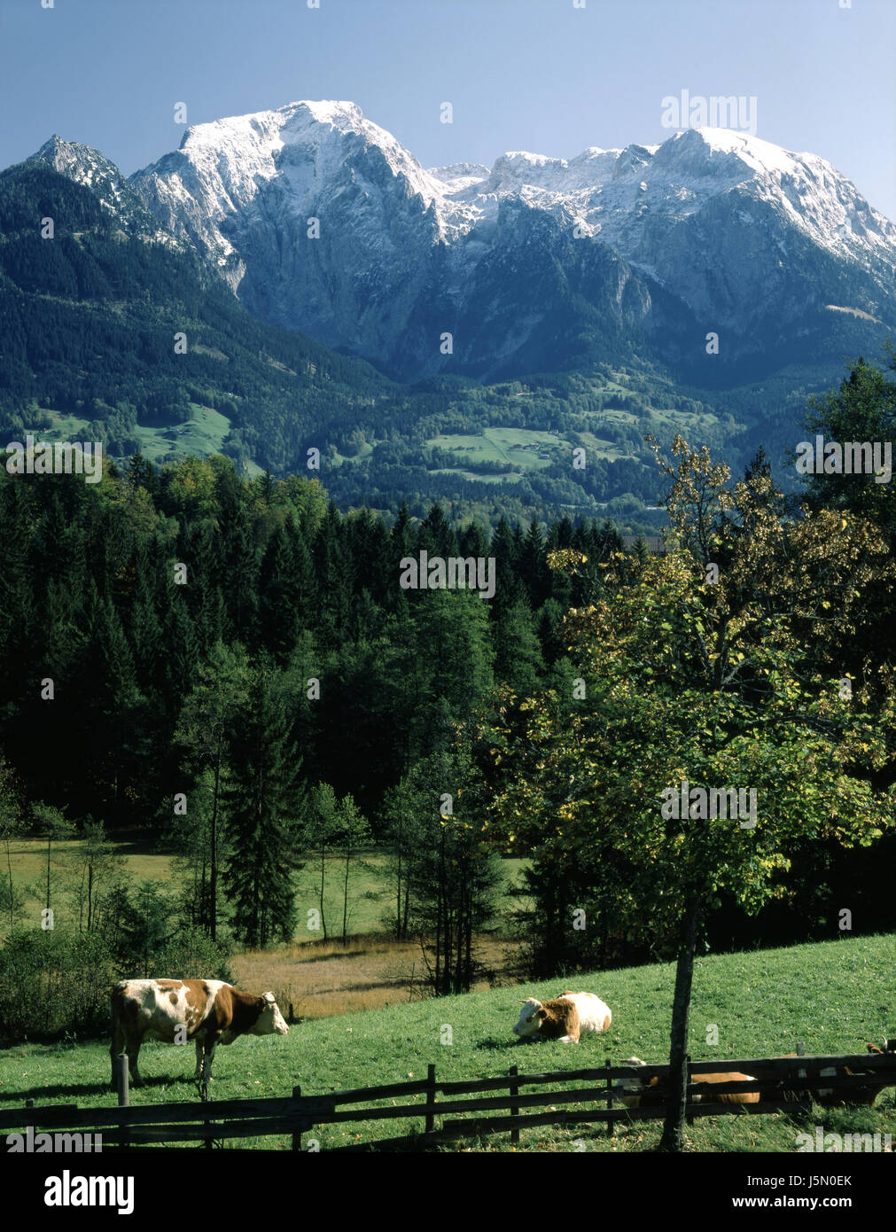 alps,bavaria,cow,cows,salvage,germany,german federal republic,meadow ...