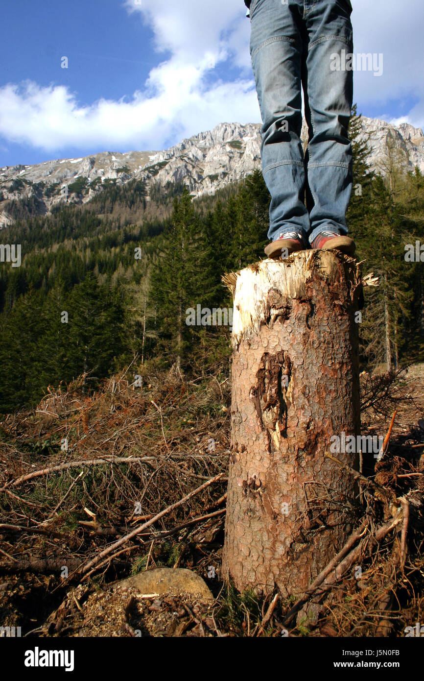 environment enviroment tree fell clearing clear land forest legs tree ...