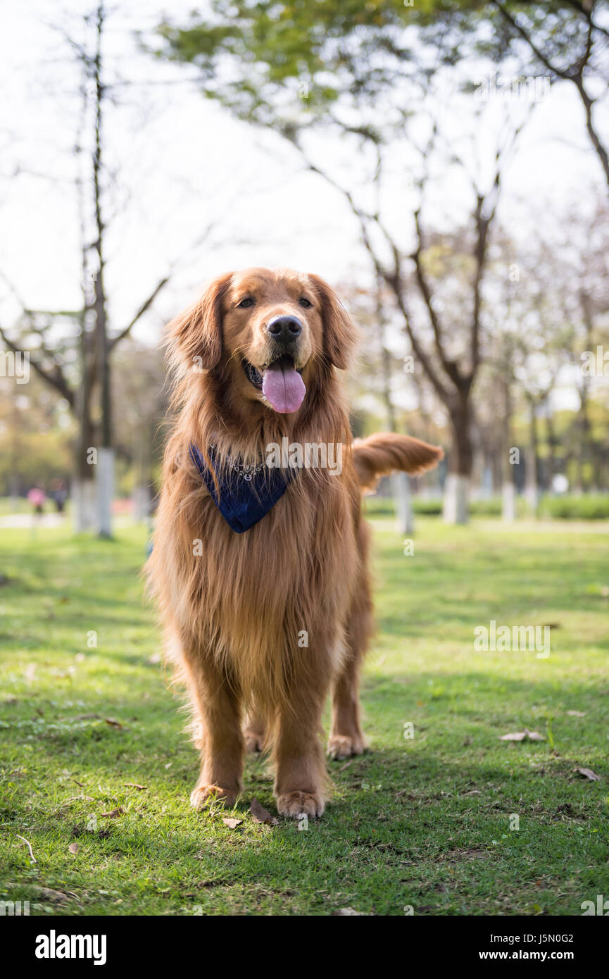 The Golden Retriever in the outdoor on the grass Stock Photo - Alamy