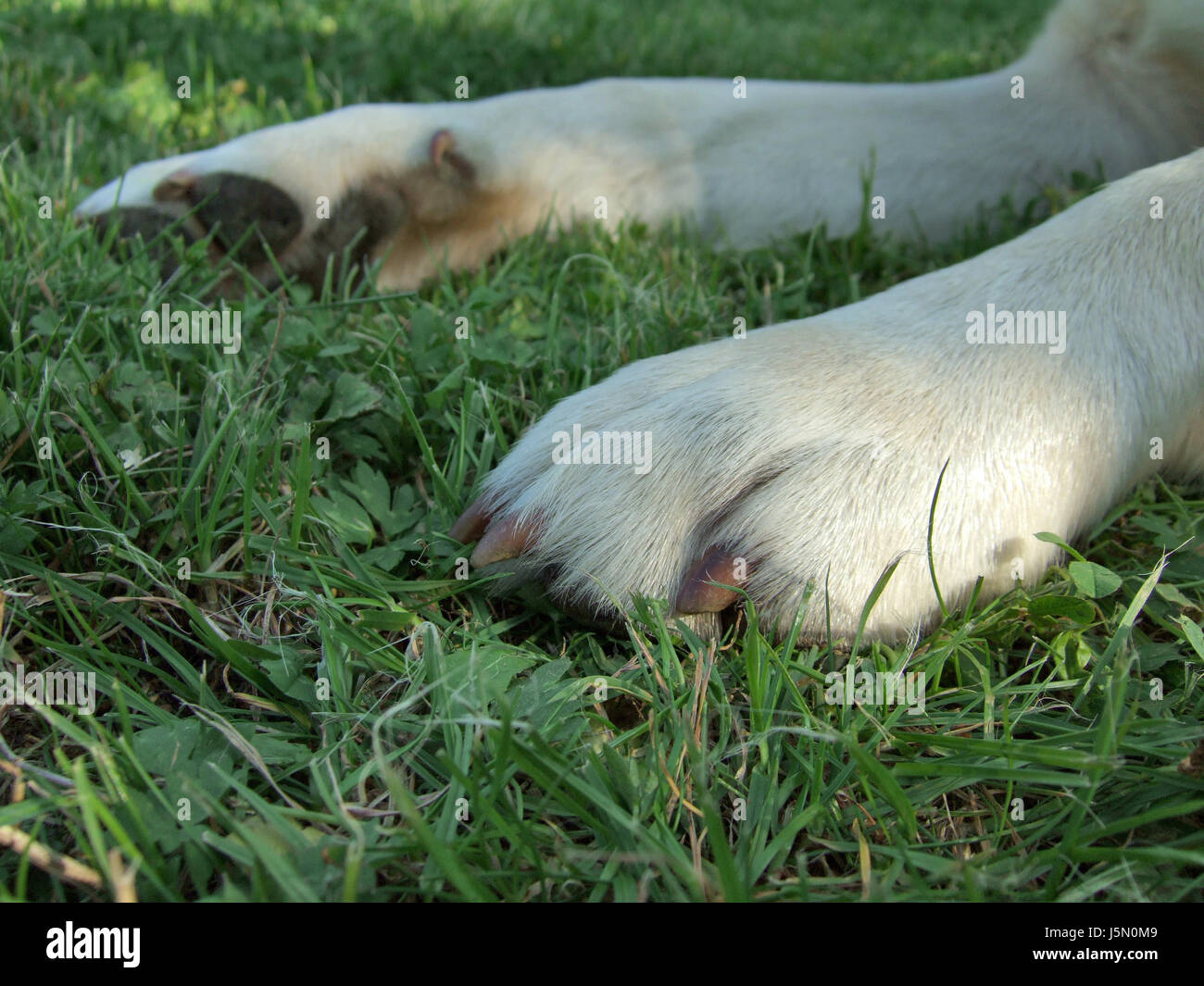 soft hairs skin dog claws cuddle mild paw caress paws labrador more ...
