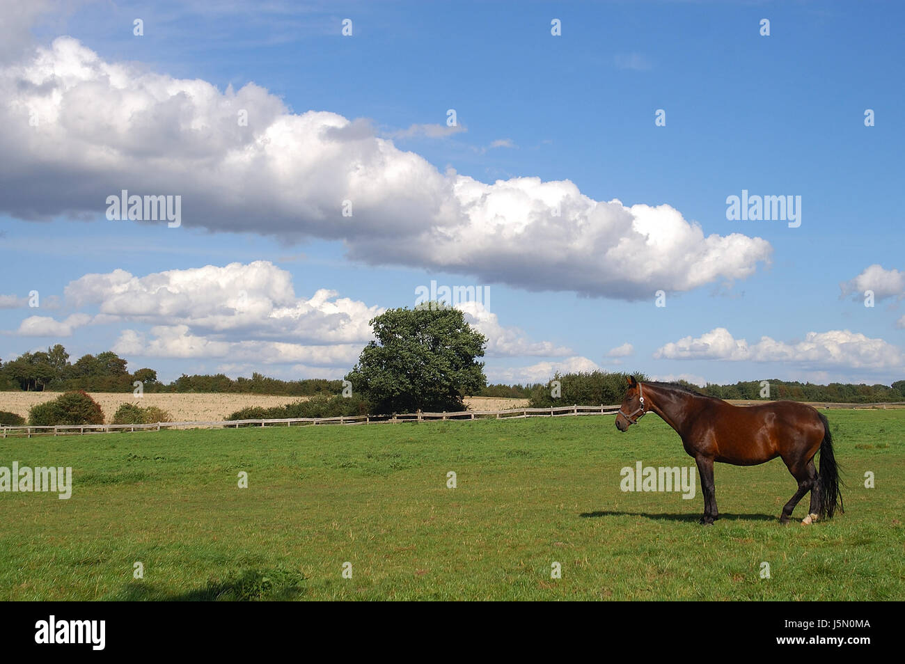 blue horse animal animals agriculture farming quadruped horses waist ...