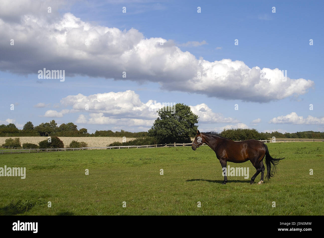 blue horse animal animals agriculture farming quadruped horses waist ...