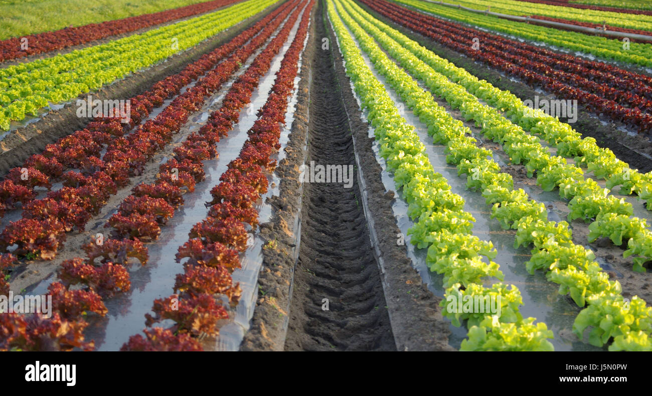 eco green agriculture farming beds biological cultivation head of ...