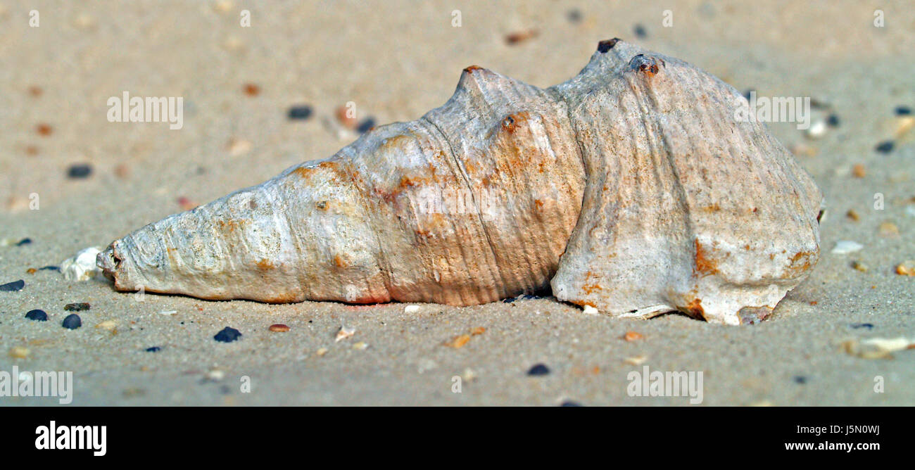 detail animal ground soil earth humus maritime animals beach seaside ...