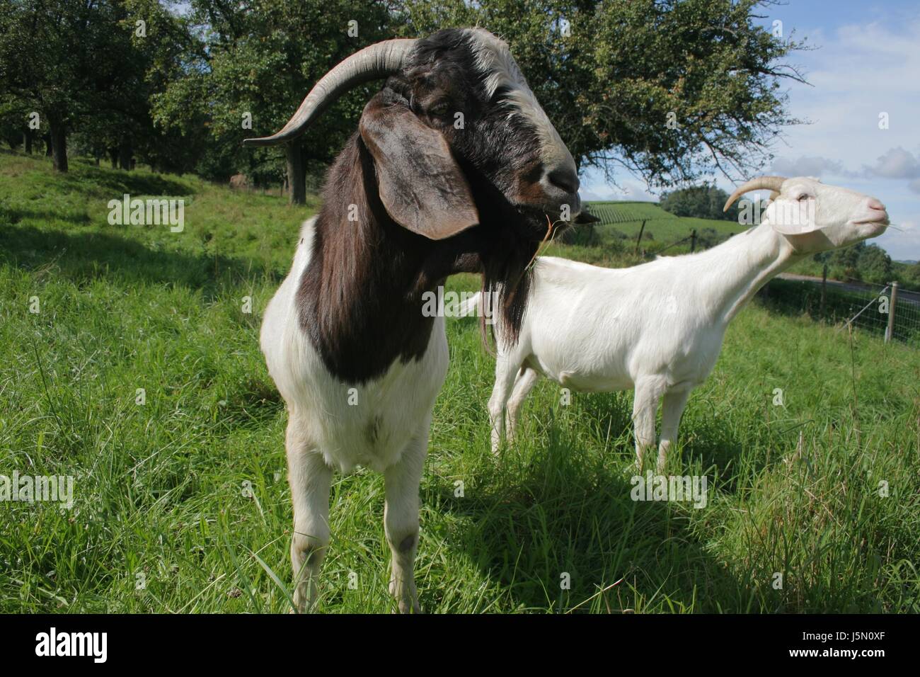 Jaunty goat hi-res stock photography and images - Alamy