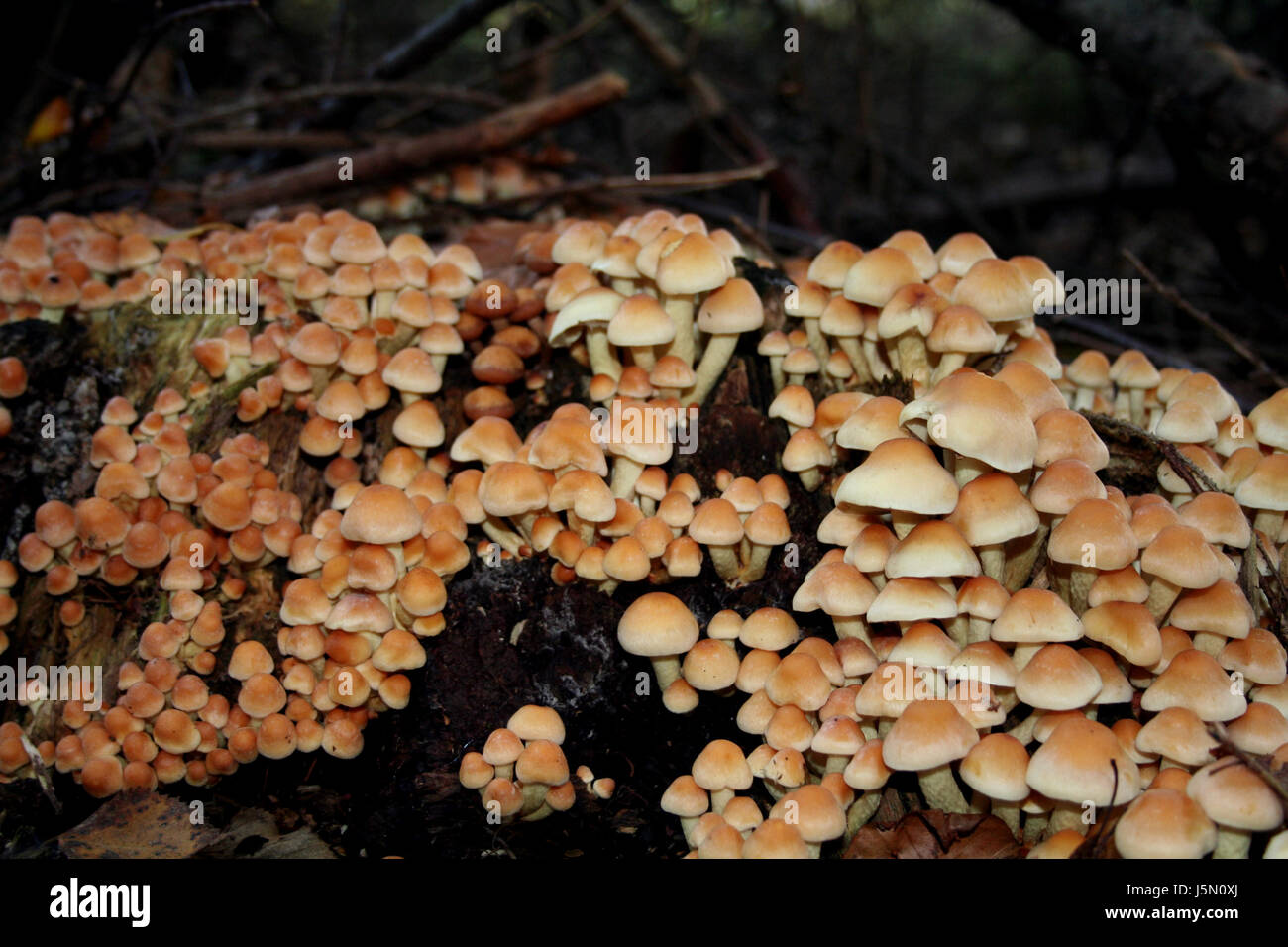 small tiny little short colony pool accumulation mushrooms toadstool ...