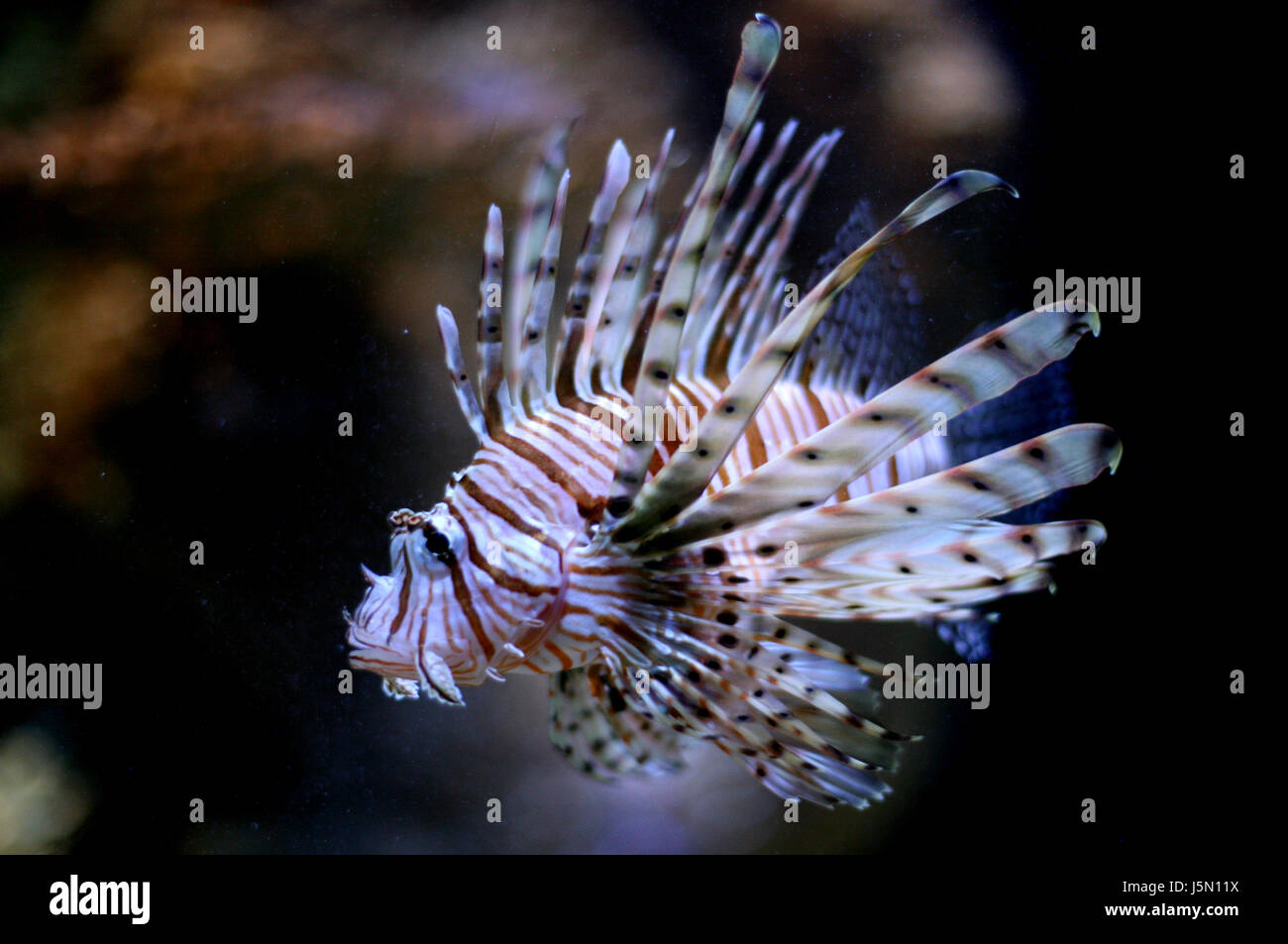 Poison Fish On Sea Water